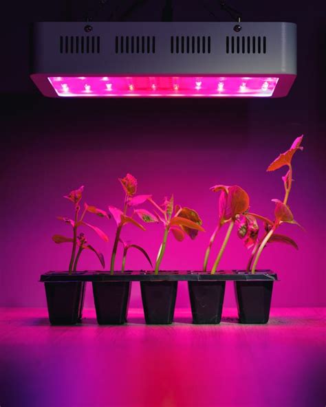 Lampe Horticole Led Les Meilleures Pour Vos Plantes