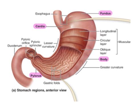 Esophagus Stomach Flashcards Quizlet
