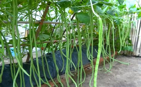 Satu Bulan Panen Begini Tips Menamam Sayur Kacang Panjang Yang Subur