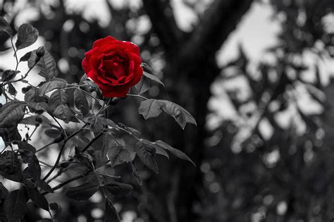 Black And White Rose Flower Free Photo On Pixabay Pixabay