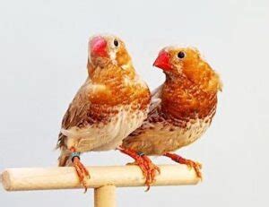 Zebra Finch Orange Breast Lee S Exotic Birds