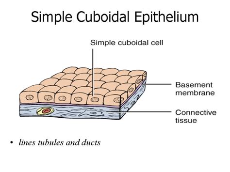 Lecture 3 Tissues 1 Epithelial Tissue Cytology Embryology