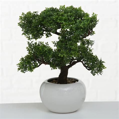 Drzewko Bonsai W Doniczce Li Ciaste Li Cie