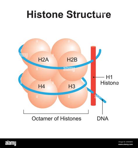 Scientific Designing Of Histone Structure Colorful Symbols Vector