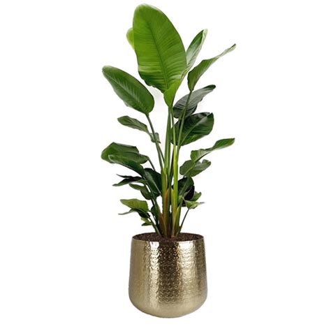 Strelitzia Nicolai In Metal Gold Eenvoudig En Snel Online Bestellen