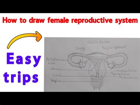 How To Draw Female Reproductive System Draw Female Reproduction Easy