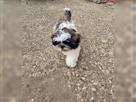 Shih Tzu Hündin Welpe Dreifarbig Braun Schwarz