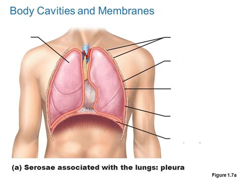 Serosae Associated With The Lungs Pleura Diagram Quizlet