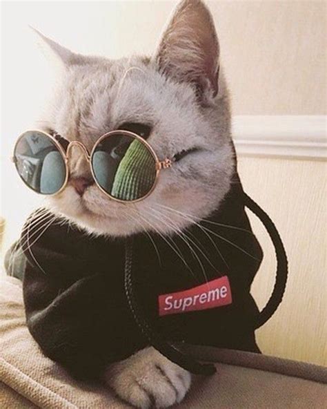 Arriba 98 Foto Gato Con Chancla En La Cabeza El último