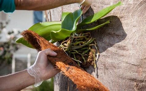 Veja Como Plantar Orqu Deas Em Rvores Neste Passo A Passo Jardinagem