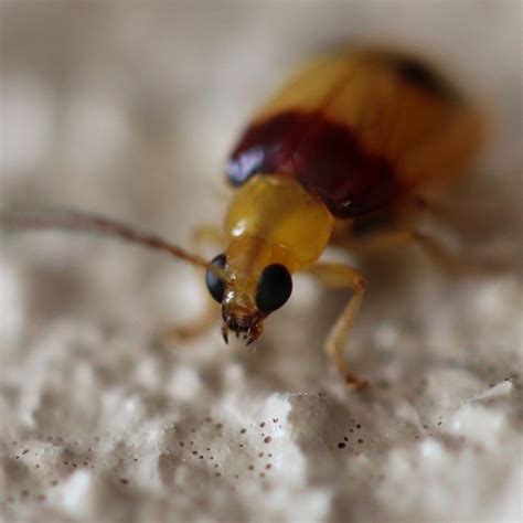Red Shouldered Leaf Beetle Project Noah