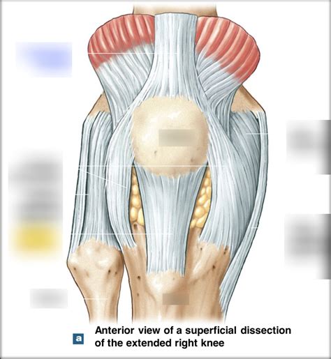 Knee Joint Anterior View Diagram Quizlet
