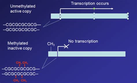 Gene Regulation In Eukaryotes Flashcards Quizlet
