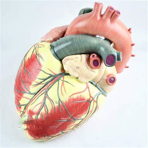 Buy LCTS Human Heart Anatomy Model 3 Times The Size Of A Real Human