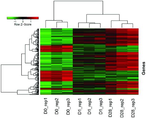 Hierarchical Heat Map Showing The Expression Dynamics Of Degs