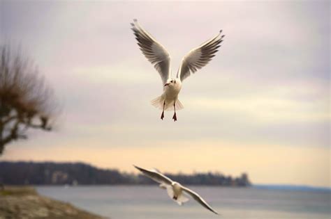 Måge Fugl Fuglekiggeri Gratis foto på Pixabay Pixabay