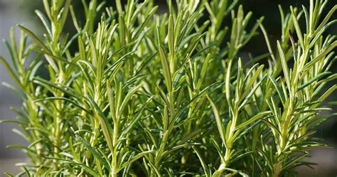 Cómo cultivar romero a partir de una semilla aquí está la guía del