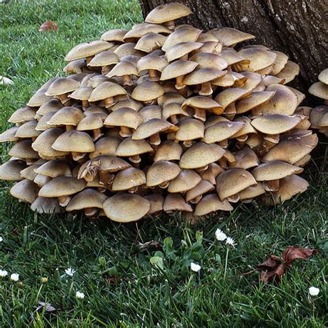 Opieńka miodowa Armillaria mellea Planto uprawa grzybów