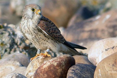 Faucon crécerellette LPO Ligue pour la Protection des Oiseaux