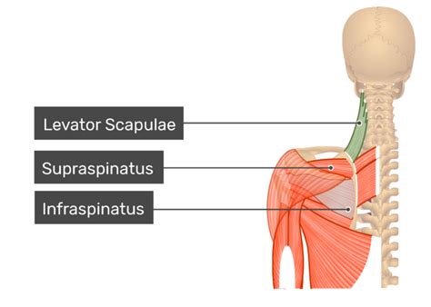 Levator Scapulae Muscle Attachments And Action GetBodySmart