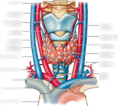 Chapter 15 Thyroid Parathyroid Glands Diagram Quizlet