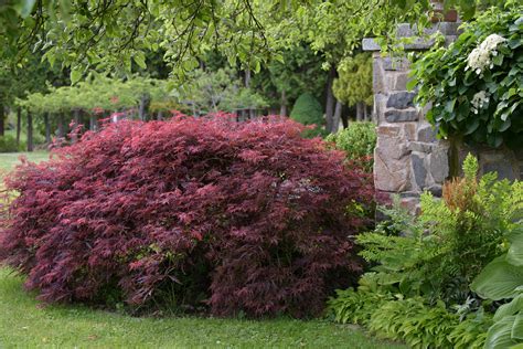 How To Grow And Care For Weeping Japanese Maples