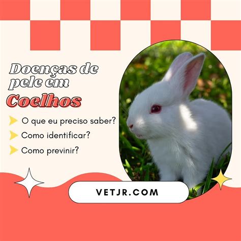 Doenças de pele em coelhos O que eu preciso saber para levar o meu