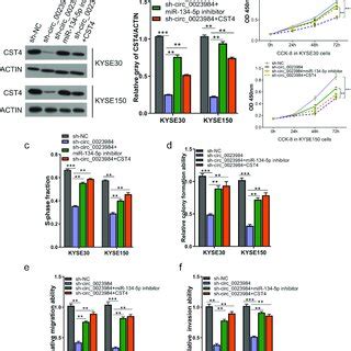 Knockdown Of Circ 0023984 Suppresses ESCC Cell Growth Invasion And