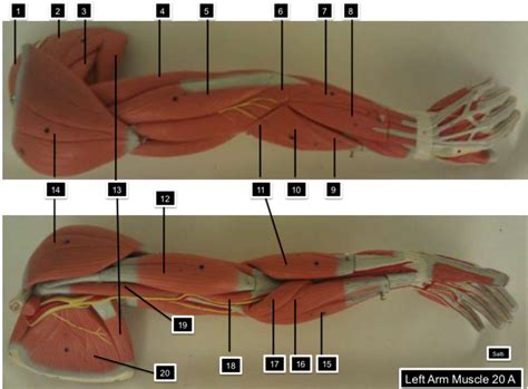 Bi Lab D L Muscles Of The Arm Diagram Quizlet