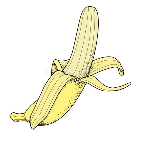 Ejemplo Del Vector Del Estilo Del Bosquejo Del Plátano Stock de