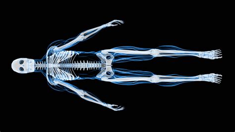 X Ray Scan Of Human Skeleton HD Stock Footage Video 1768598 Shutterstock
