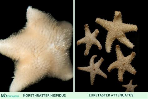 Tipos De Estrellas De Mar Nombres Y Fotos
