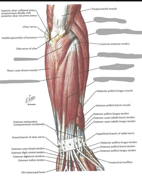 Posterior Compartment Superficial Diagram Quizlet