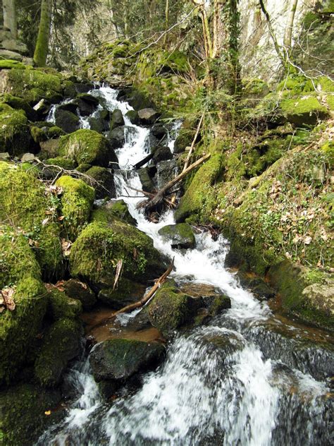 Images Gratuites Arbre Eau La Nature Roche Cascade Ruisseau