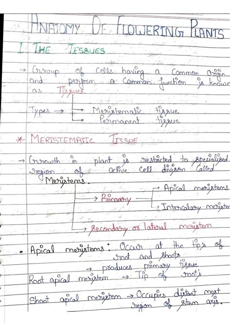 Biology Handwritten Notes Chapter Anatomy Of Flowering Plants Class
