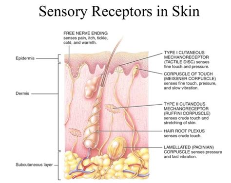 Biomed Exam 6Neurotransmitters Sensory Receptors Sensory System