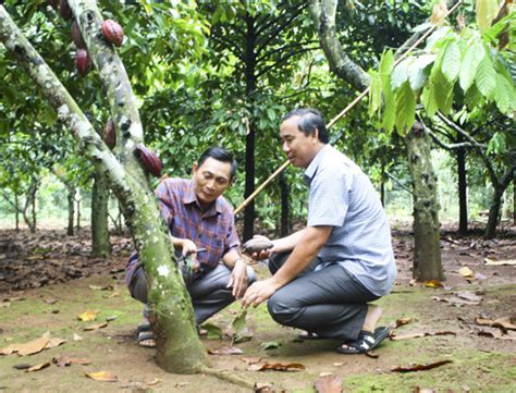 Ca cao thượng hạng và câu chuyện 20 năm thăng trầm Kỳ 1 Những người