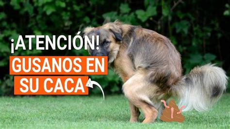 Los Perros Pueden Hacer Caca De Gusanos