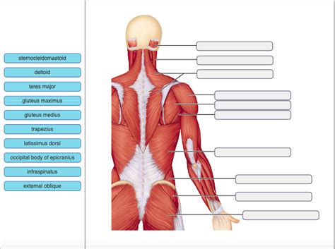 Solved Drag The Labels Onto The Diagram To Identify The Structures
