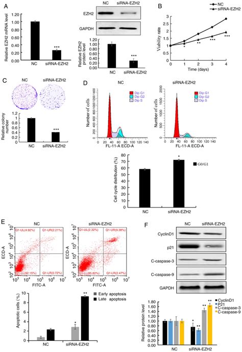 Downregulation Of Histonelysine Nmethyltransferase EZH2 Inhibits Cell