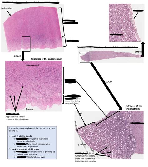 Female Reproductive Histology Diagram Quizlet