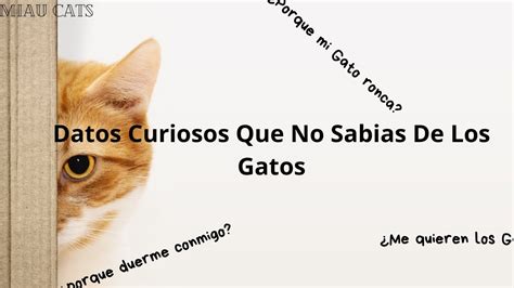 Datos Curiosos De Los Gatos Que No Sabias YouTube