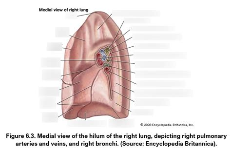 Medial View Of Hilum Of Right Lung Diagram Quizlet