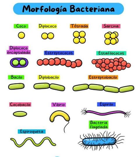 Bacterias YUDOC ORG UDocz
