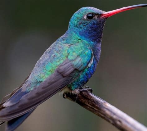 Leyenda maya del colibrí Origen y relación con la muerte