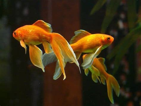 When Is Breeding Season For Goldfish