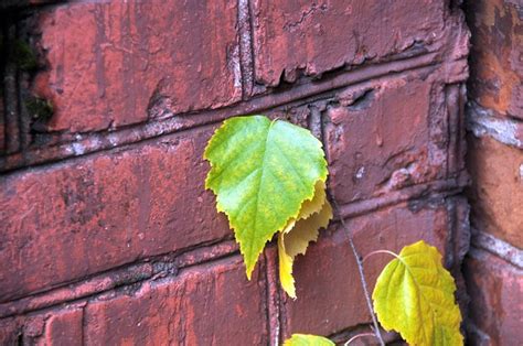 Herbst Blatt Birke Kostenloses Foto Auf Pixabay Pixabay