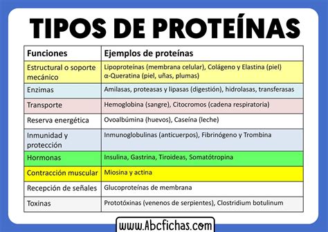 Tipos Y Ejemplos De Proteinas ABC Fichas