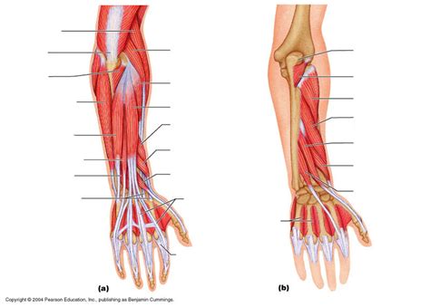 Posterior Forearm Diagram Quizlet