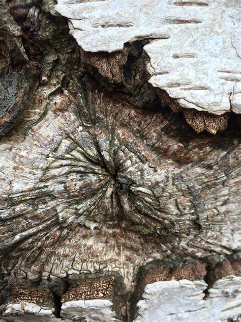 This Tree Looks Like It Has A Puckered Butthole Mild Nsfw Rmildlyinteresting